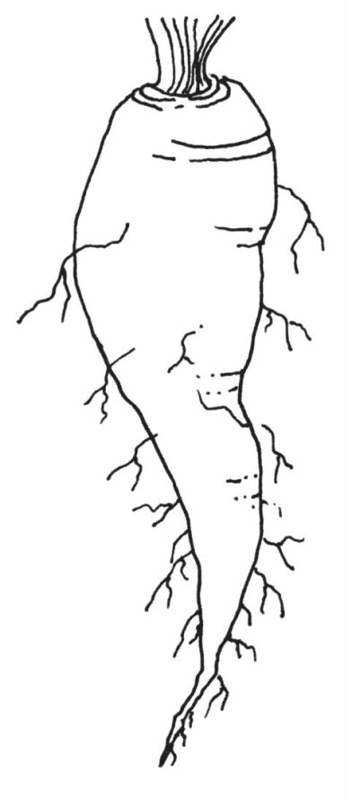 Root, Root for Life